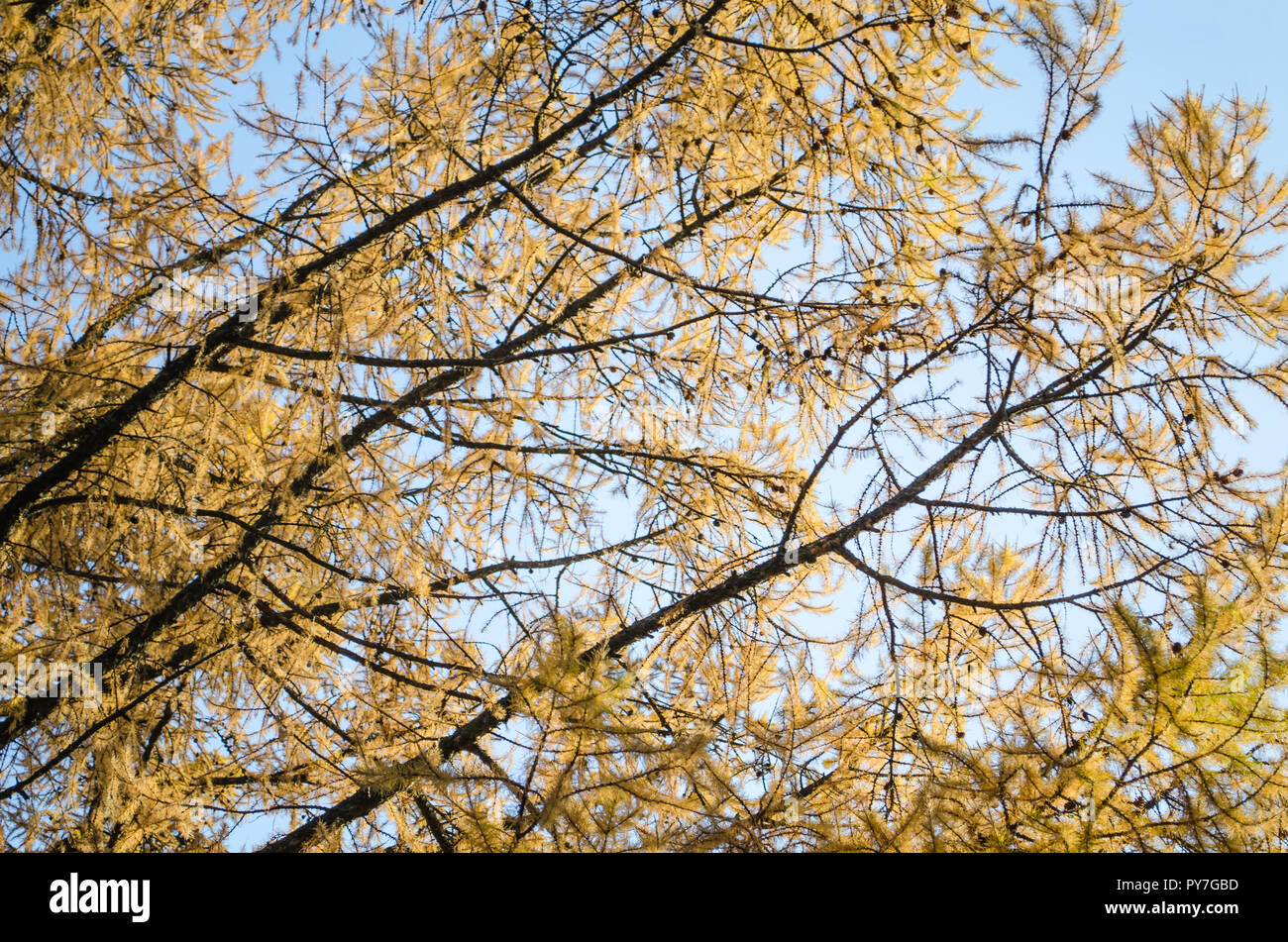 Yellow spruce hi-res stock photography and images - Alamy