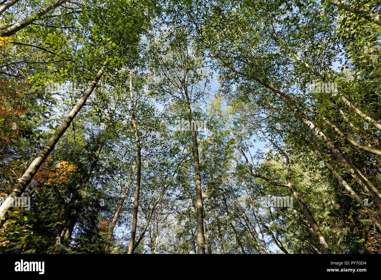 Red alder (alnus rubra) hi-res stock photography and images - Alamy