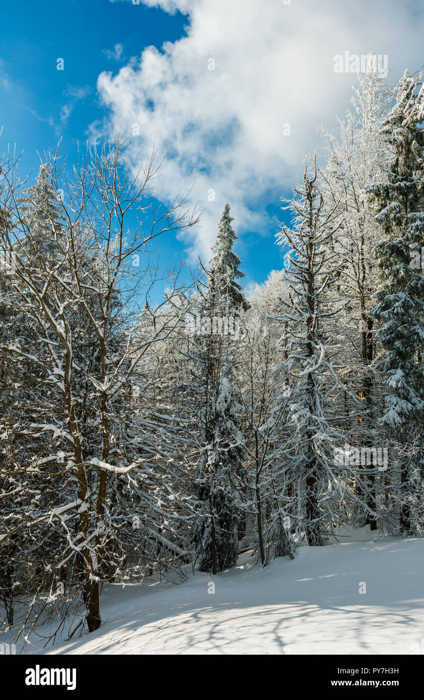 Winter calm mountain landscape with beautiful frosting trees and ...