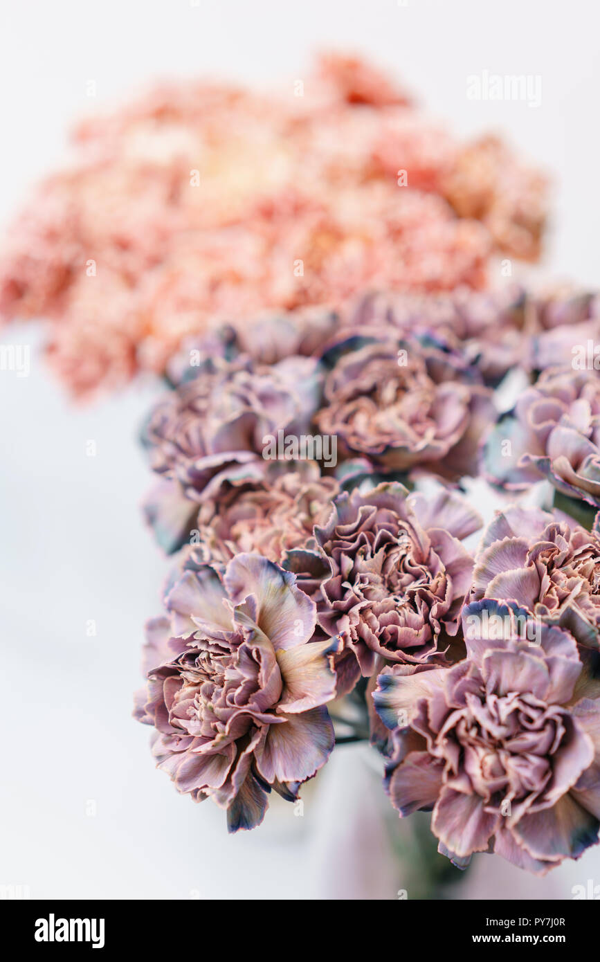 Bouquet of carnation flowers unusual color. Spring background. Clove ...