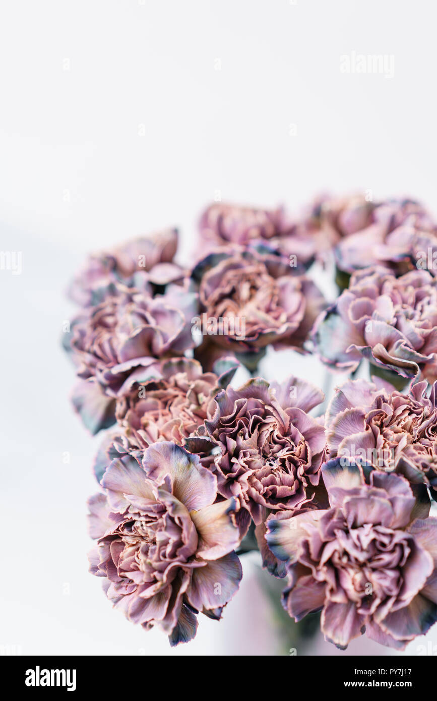Bouquet of carnation flowers unusual color. Spring background. Clove ...