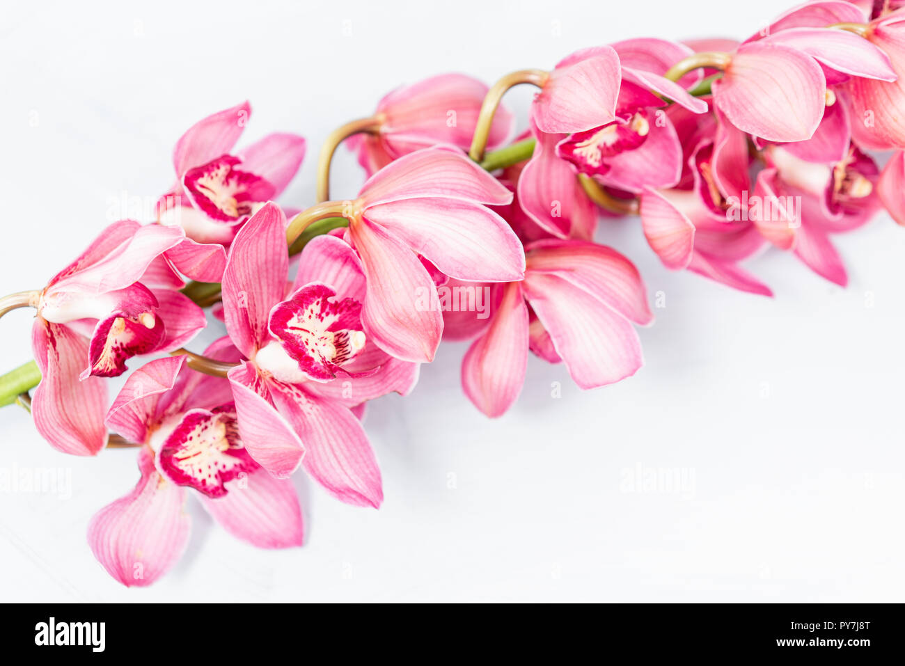 Beautiful pink blossoms of Cymbidium orchids. Pretty exotic Japanese ...