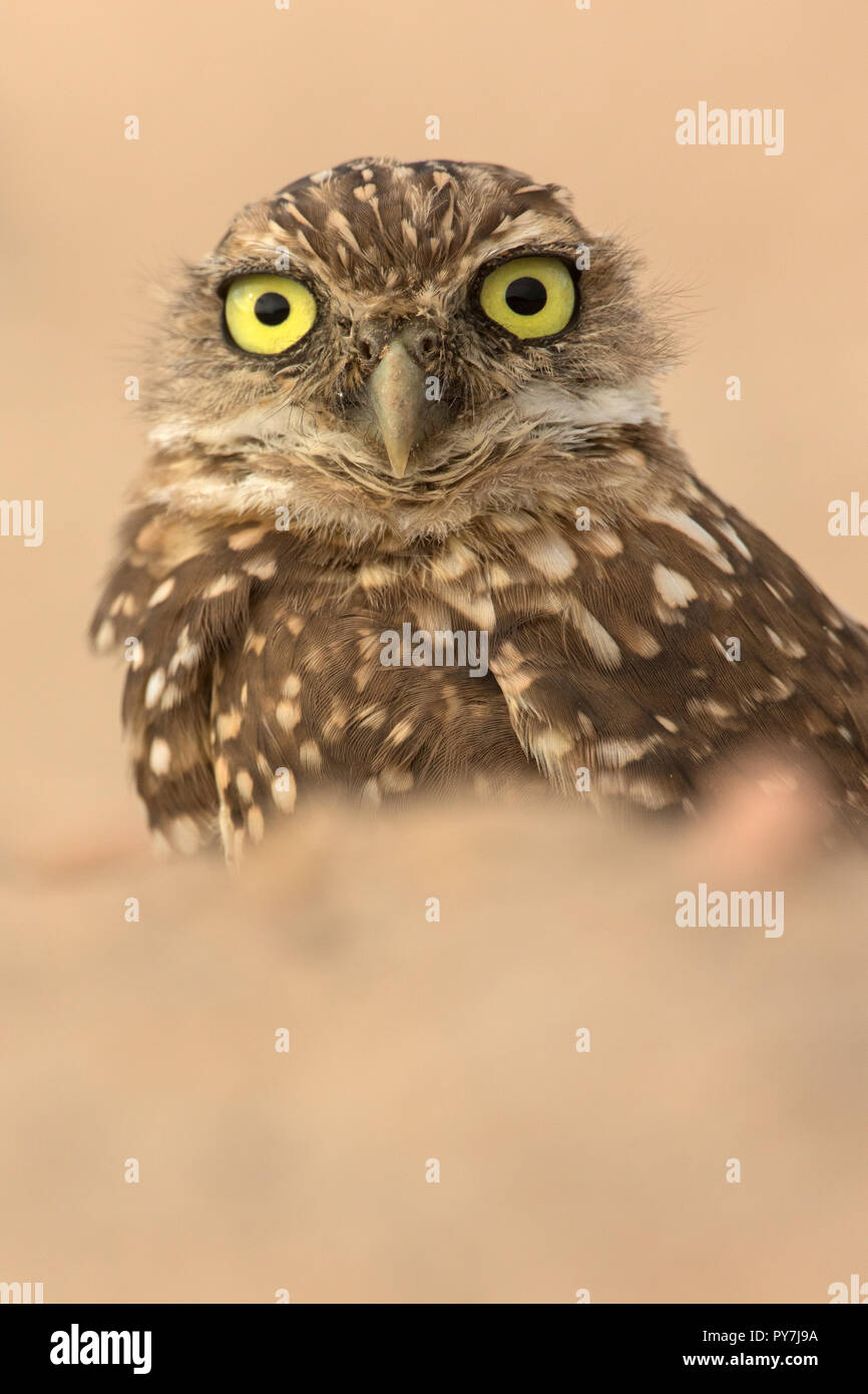 burrowing owl, (Athene cunicularia), Arizona Stock Photo - Alamy