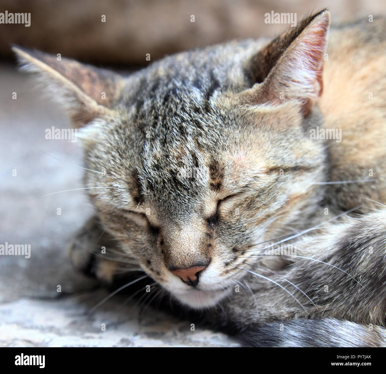 Sleeping on face hi-res stock photography and images - Alamy