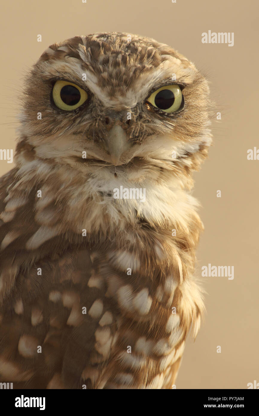 burrowing owl, (Athene cunicularia), Arizona Stock Photo - Alamy