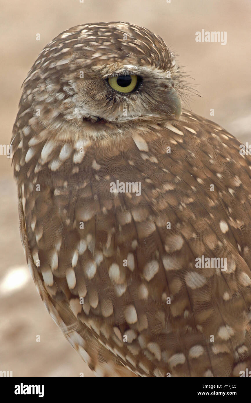 burrowing owl (Athene cunicularia), Arizona Stock Photo - Alamy