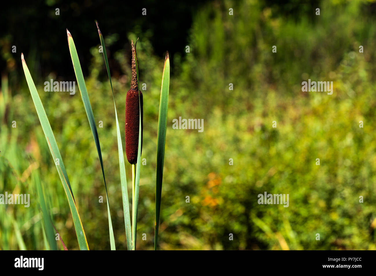 Cat Tail Vegetation High Resolution Stock Photography and Images - Alamy