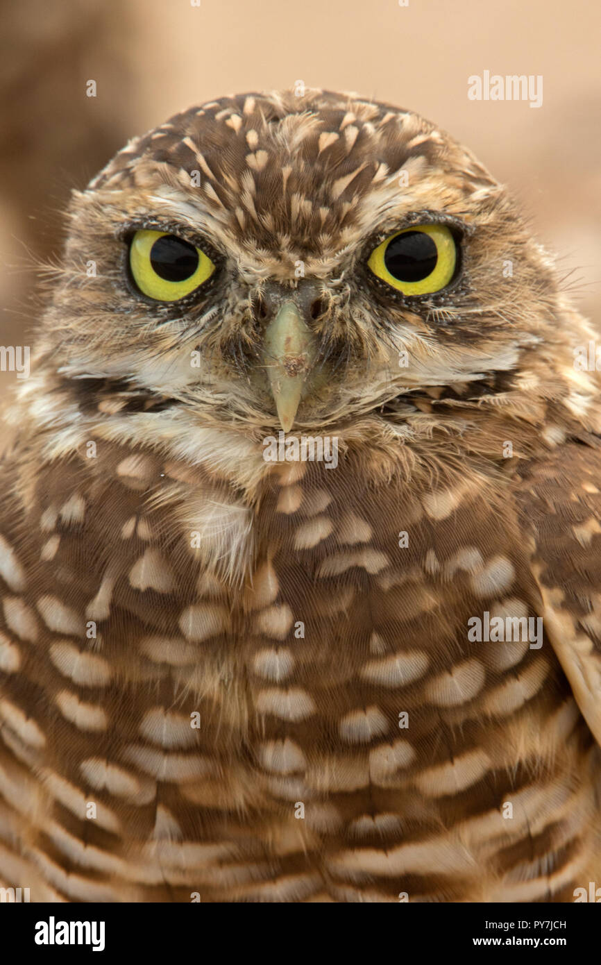 burrowing owl (Athene cunicularia), Arizona Stock Photo - Alamy