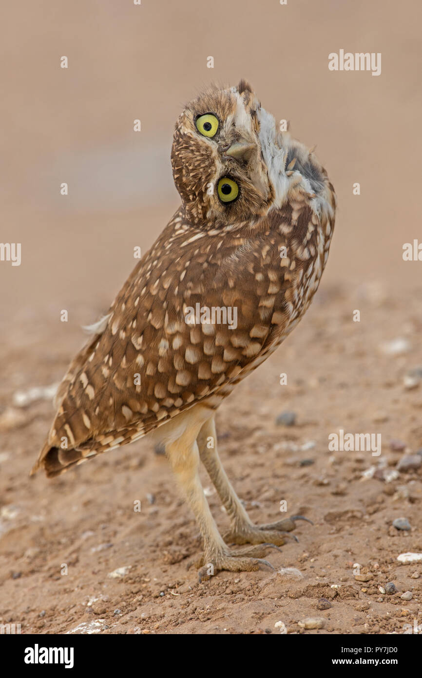 burrowing owl (Athene cunicularia), Arizona Stock Photo - Alamy