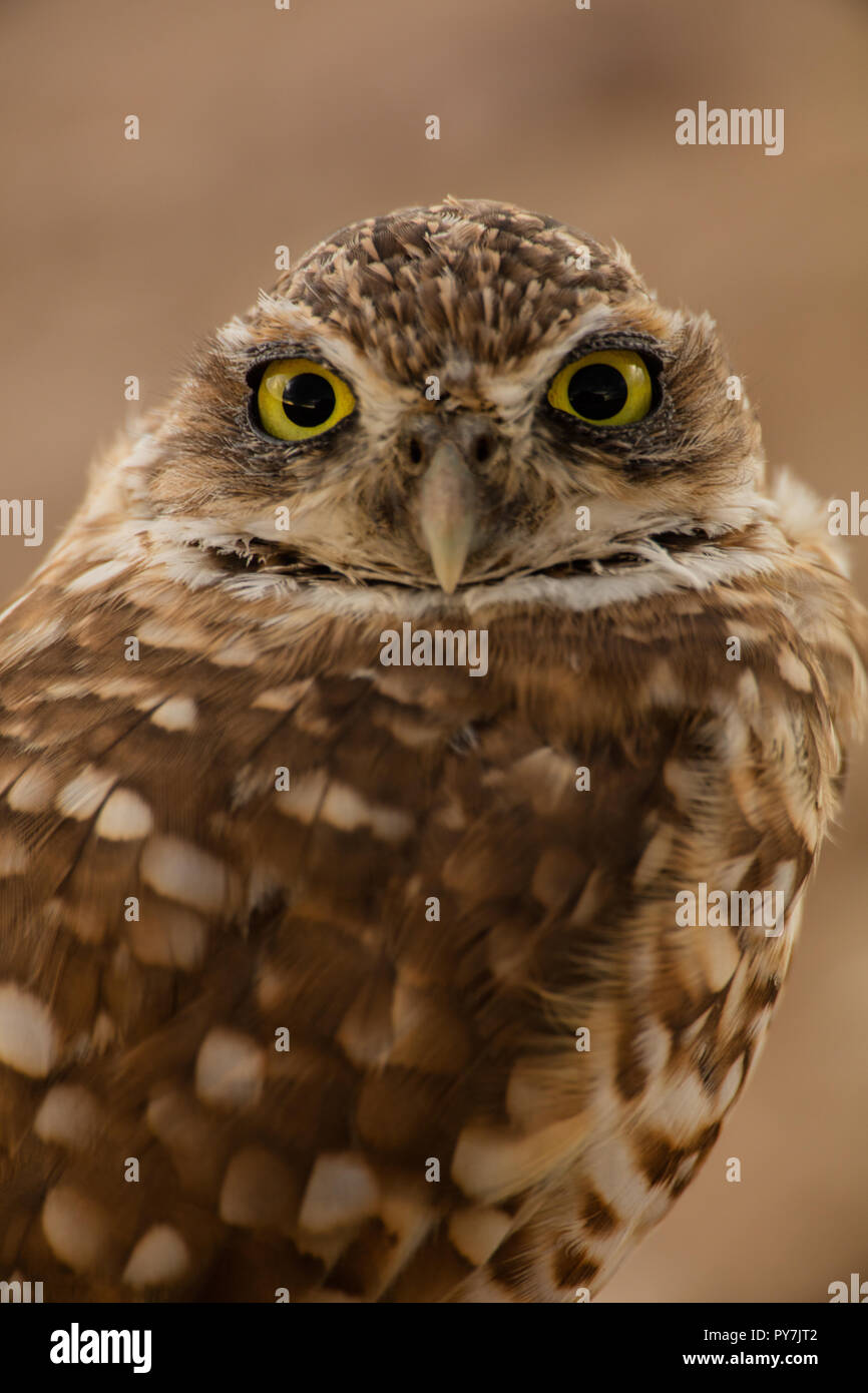 burrowing owl (Athene cunicularia), Arizona Stock Photo - Alamy