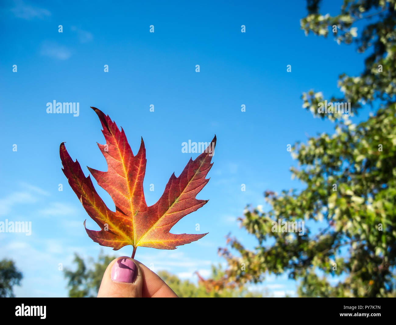 Maple red-orange leaf on the background of sky. The leaf is held by 2 ...