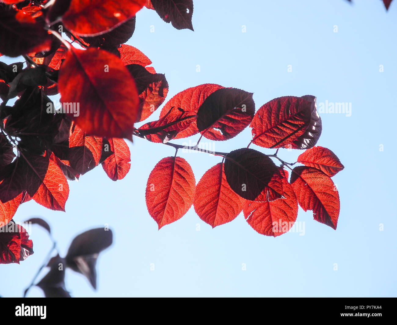 Red tree branches hi-res stock photography and images - Alamy