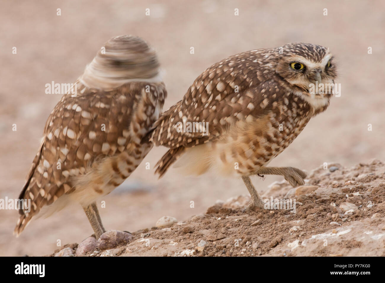 burrowing owls, (Athene cunicularia), Arizona Stock Photo - Alamy