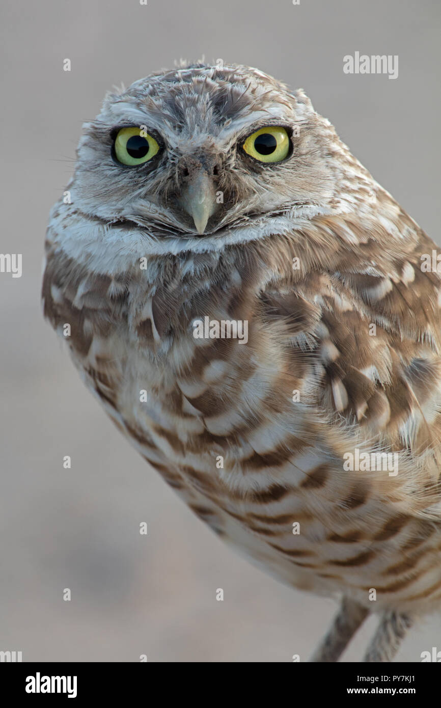 burrowing owl, (Athene cunicularia), Arizona Stock Photo - Alamy