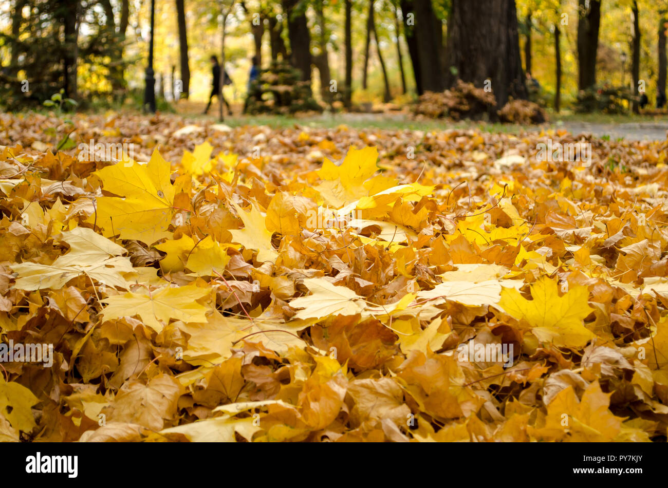 Gound Stock Photos & Gound Stock Images - Alamy