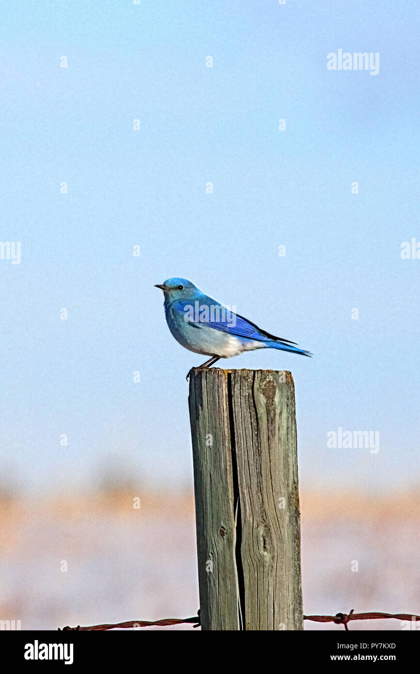 Birds of North America; Mountain Bluebird, sialia currucoides, Alberta ...
