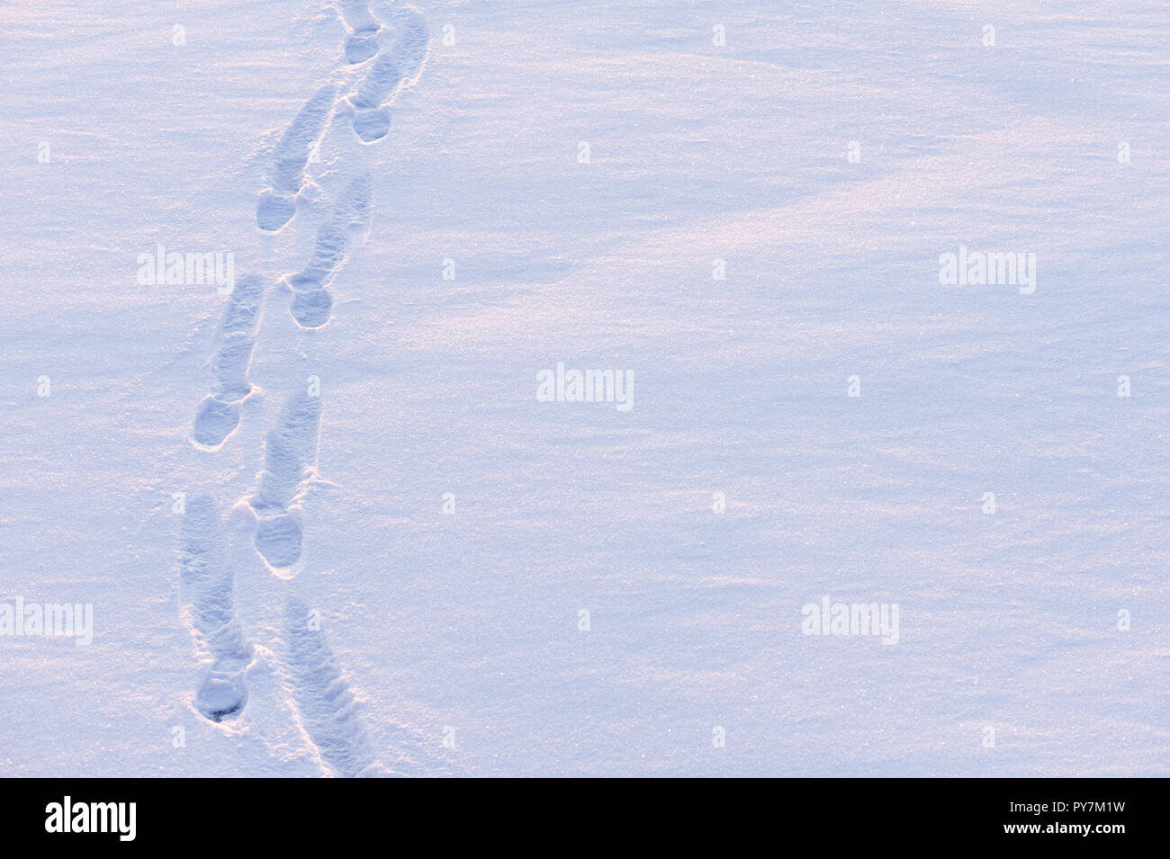 Footprints in newly fallen snow Stock Photo - Alamy