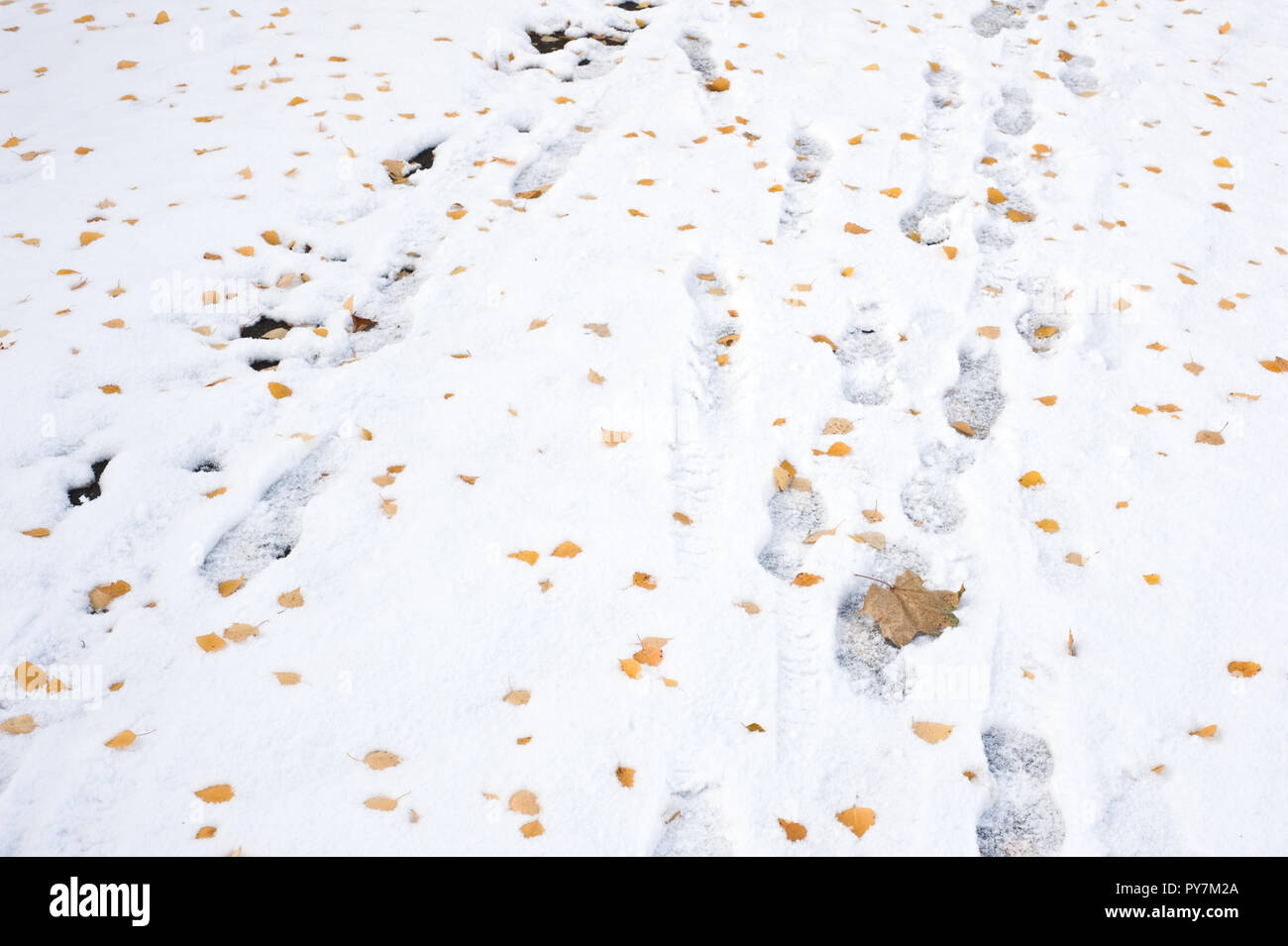Footprints and yellow autumn leaves in snow Stock Photo - Alamy