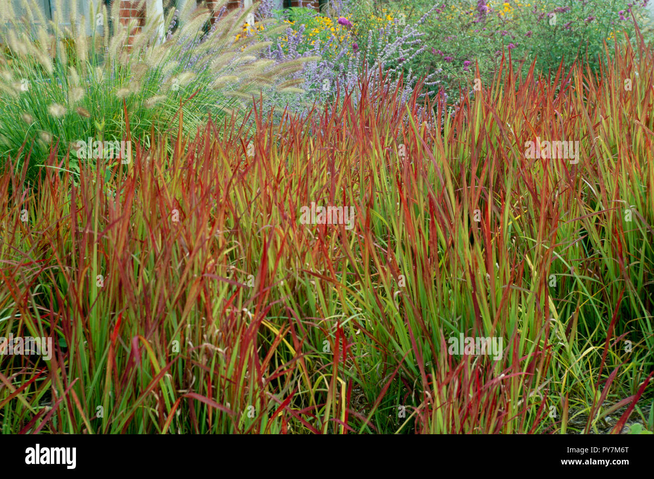 Red Baron grass Imperata Cylindrica, colorful ornamental grass and ...