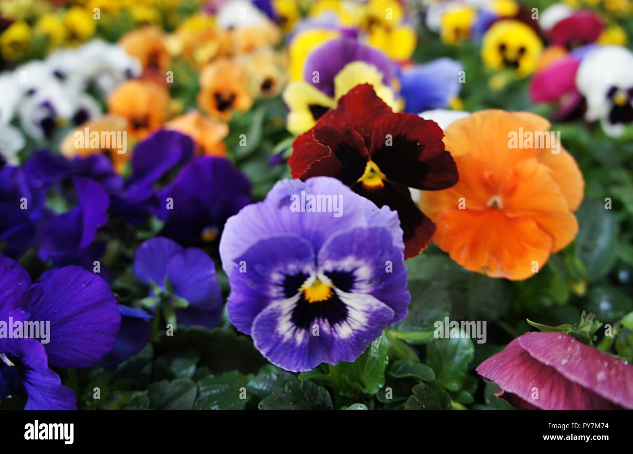 Colorful mix of pansy flowers Stock Photo - Alamy