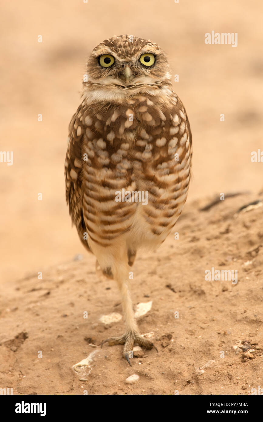 burrowing owl, (Athene cunicularia), Arizona Stock Photo - Alamy