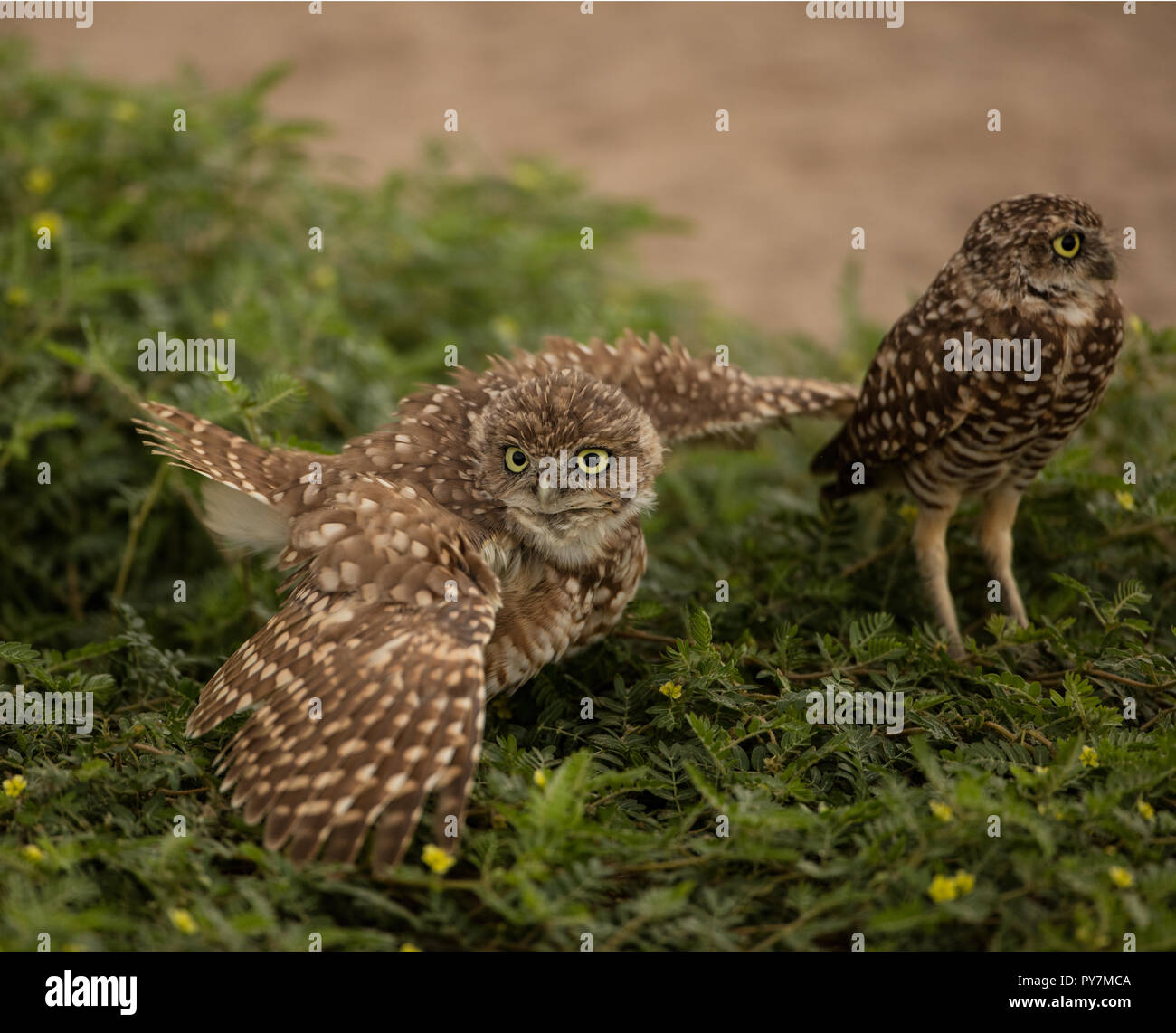burrowing owls (Athene cunicularia), Arizona, "rain dance Stock Photo ...