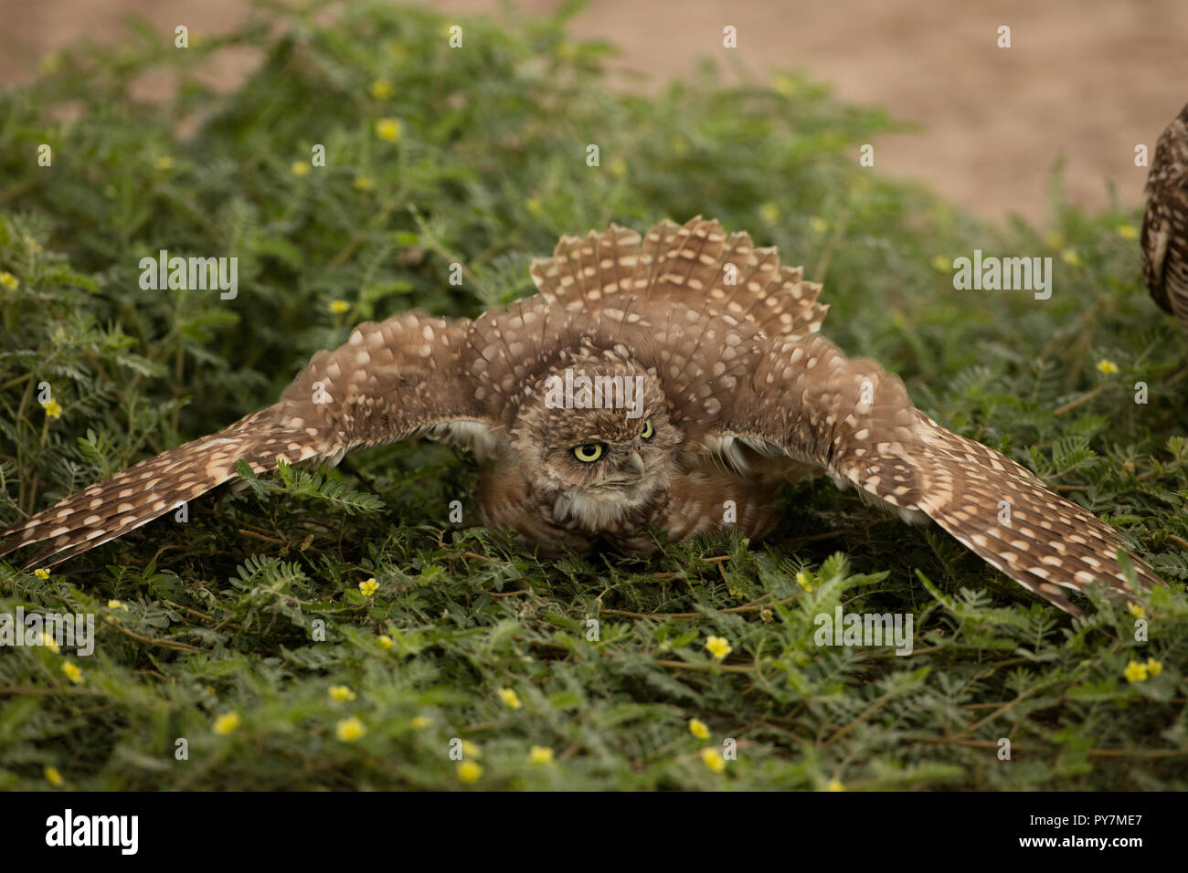 burrowing owl (Athene cunicularia), Arizona, "rain dance Stock Photo ...
