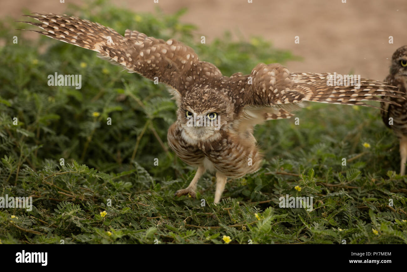 burrowing owl (Athene cunicularia), Arizona, "rain dance Stock Photo ...