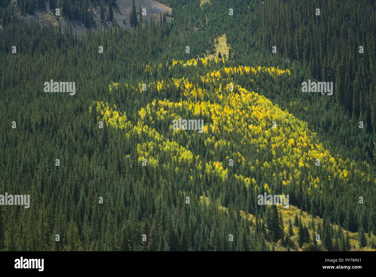 Yellow mountain pine hi-res stock photography and images - Alamy