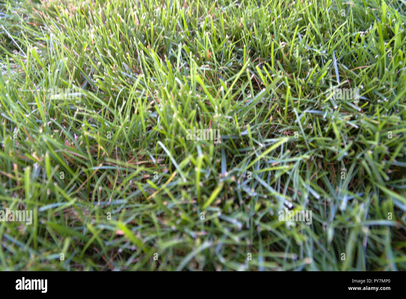 A close-up of grass Stock Photo - Alamy