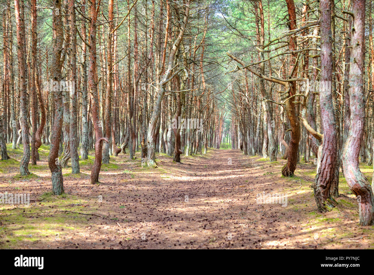 Kaliningrad region. Curonian Spit. Dune Round. Dancing forest Stock ...