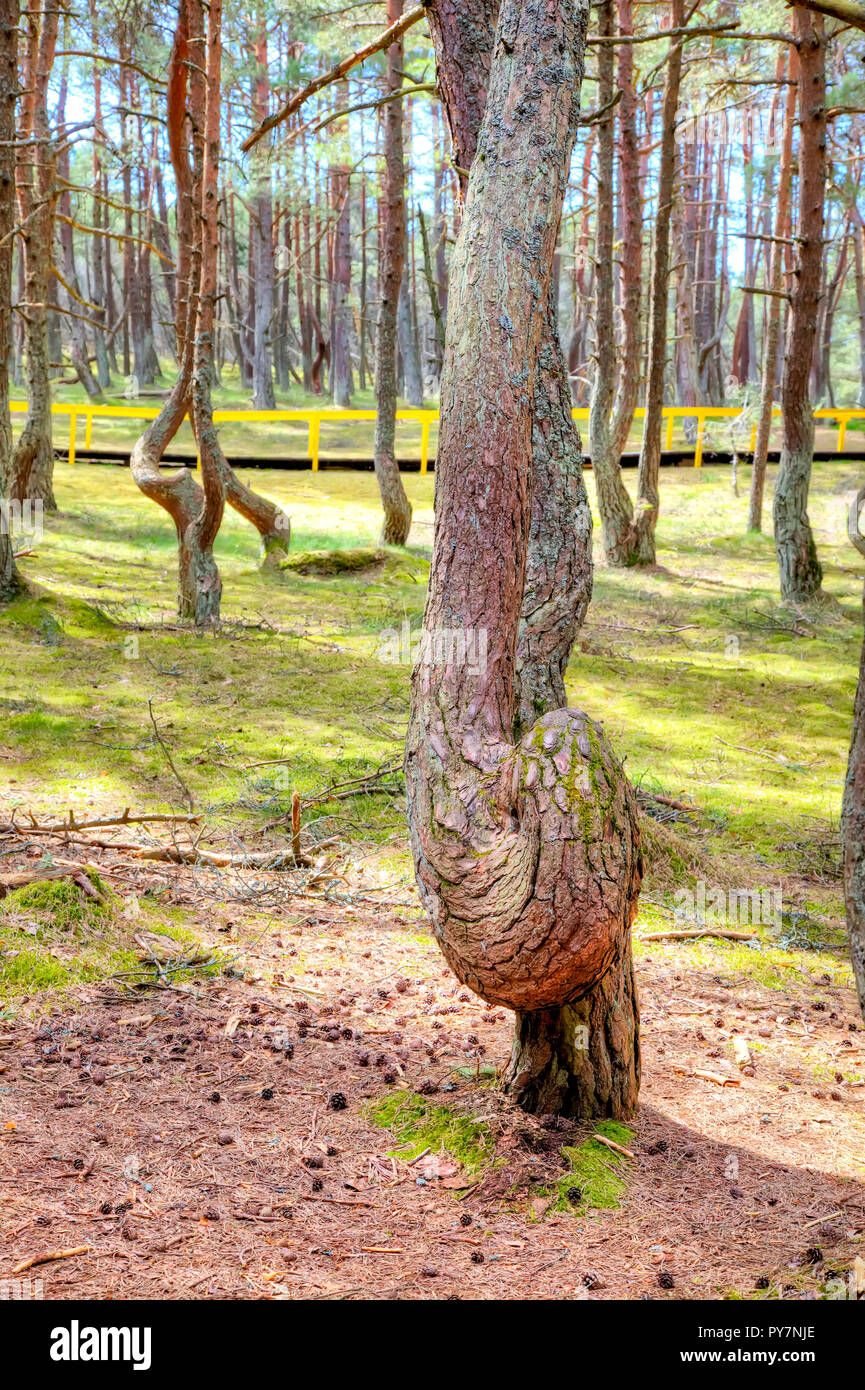 Kaliningrad region. Curonian Spit. Dune Round. Dancing forest Stock ...