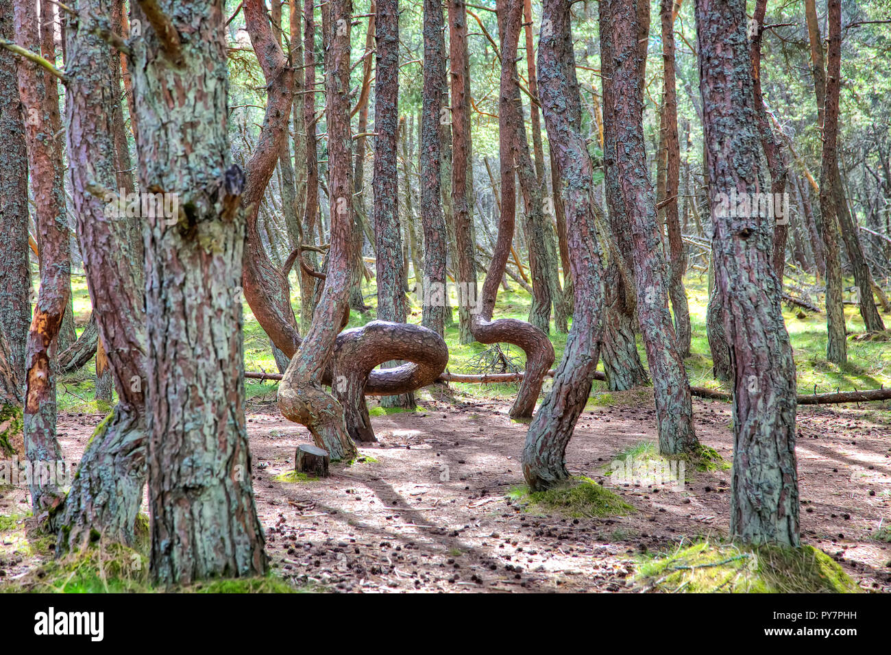 Kaliningrad region. Curonian Spit. Dune Round. Dancing forest Stock ...