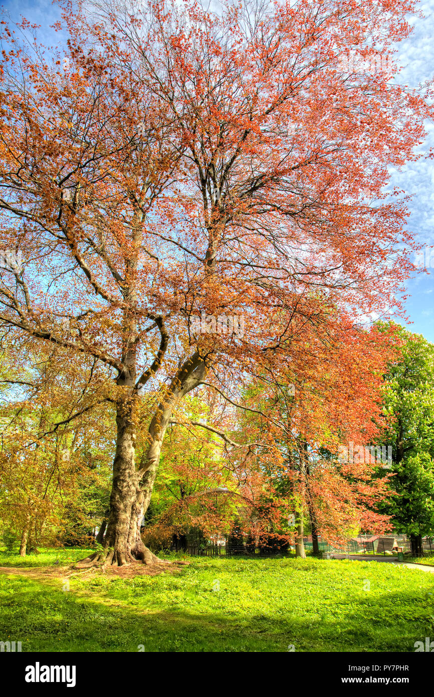 Centenary beech tree hi-res stock photography and images - Alamy