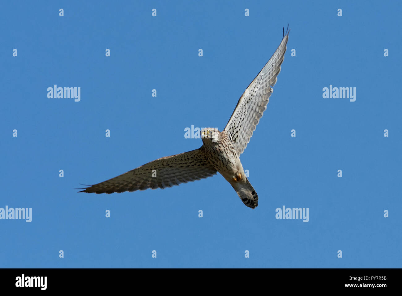 Common kestrel in its natural habitat in Denmark Stock Photo - Alamy