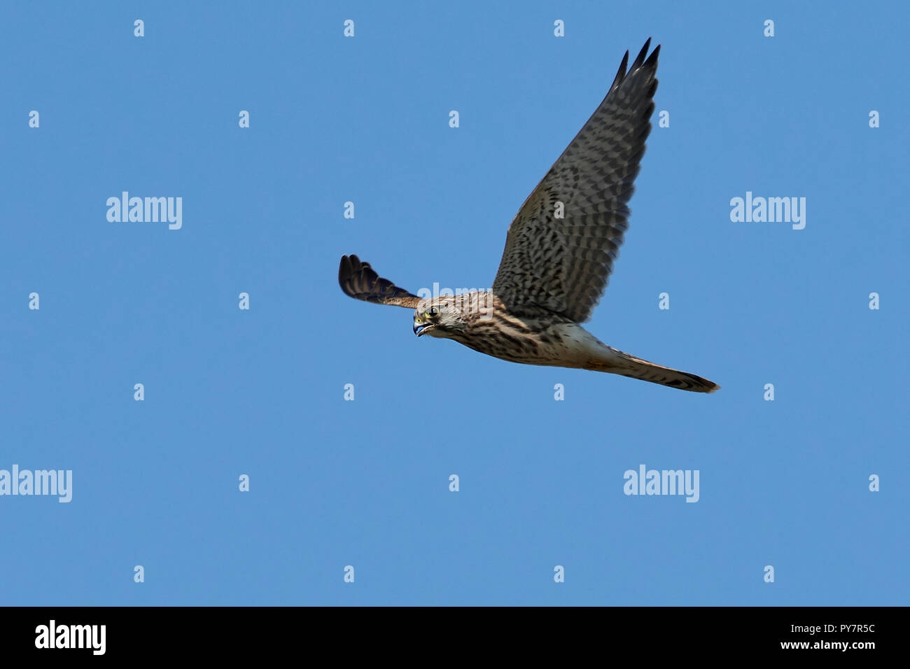 Common kestrel in its natural habitat in Denmark Stock Photo - Alamy