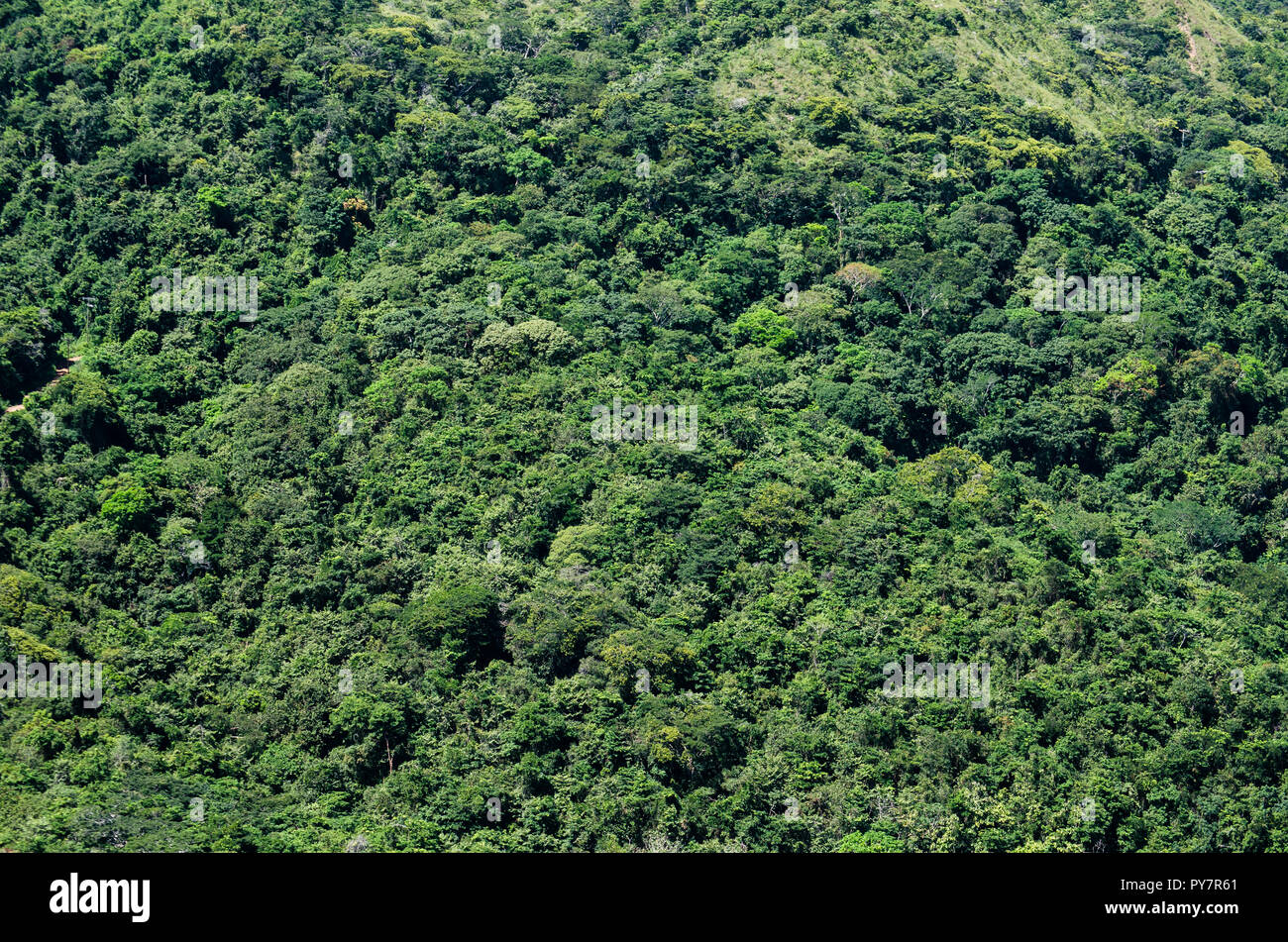 Tropical Dry Forest Stock Photos & Tropical Dry Forest Stock Images - Alamy