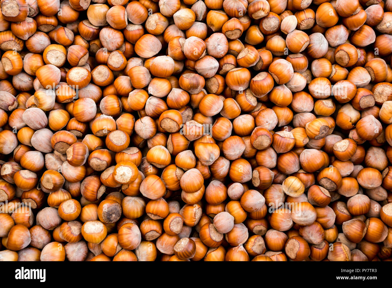Hazelnut in shell hi-res stock photography and images - Alamy