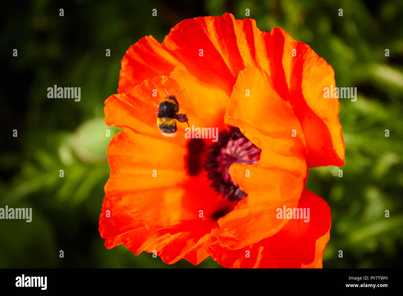 Bumble bee entering red ornamental poppy in summer garden Stock Photo ...