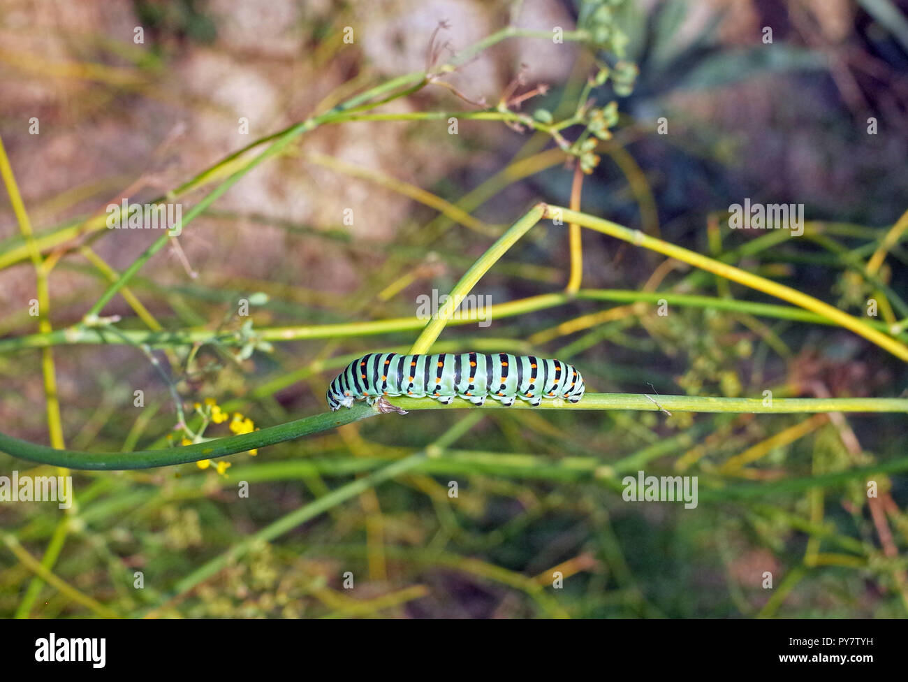 Green larva close-up Stock Photo - Alamy