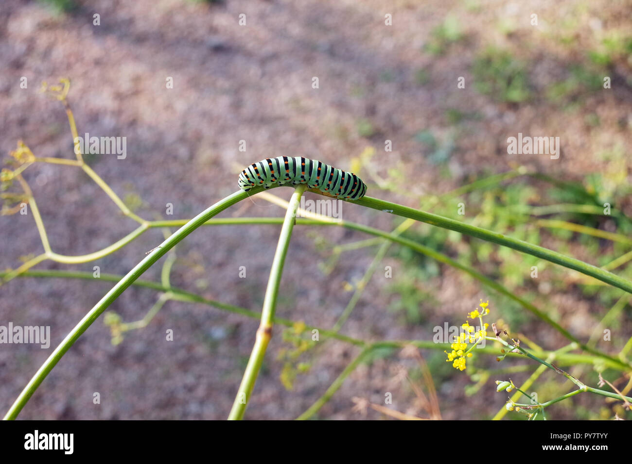 Green larva close-up Stock Photo - Alamy