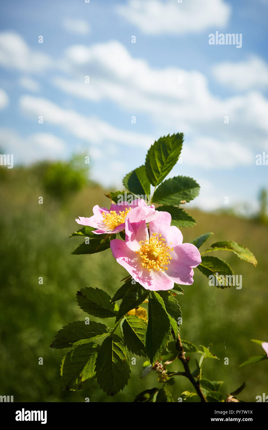 Wild rose in full flower in the sunshine, london, united kingdom Stock ...