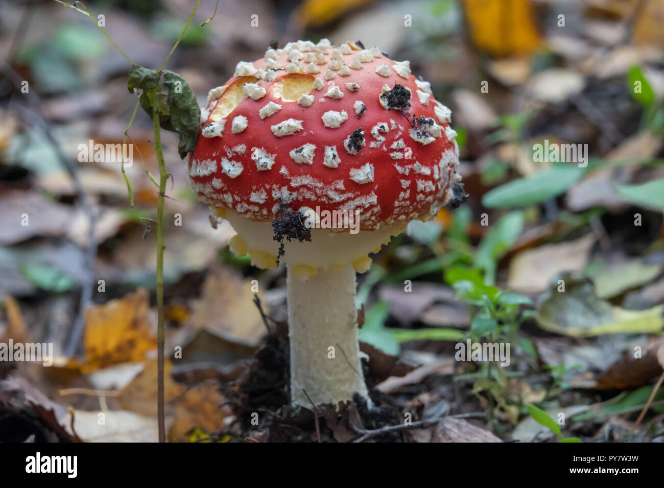Young red mushroom white hi-res stock photography and images - Alamy