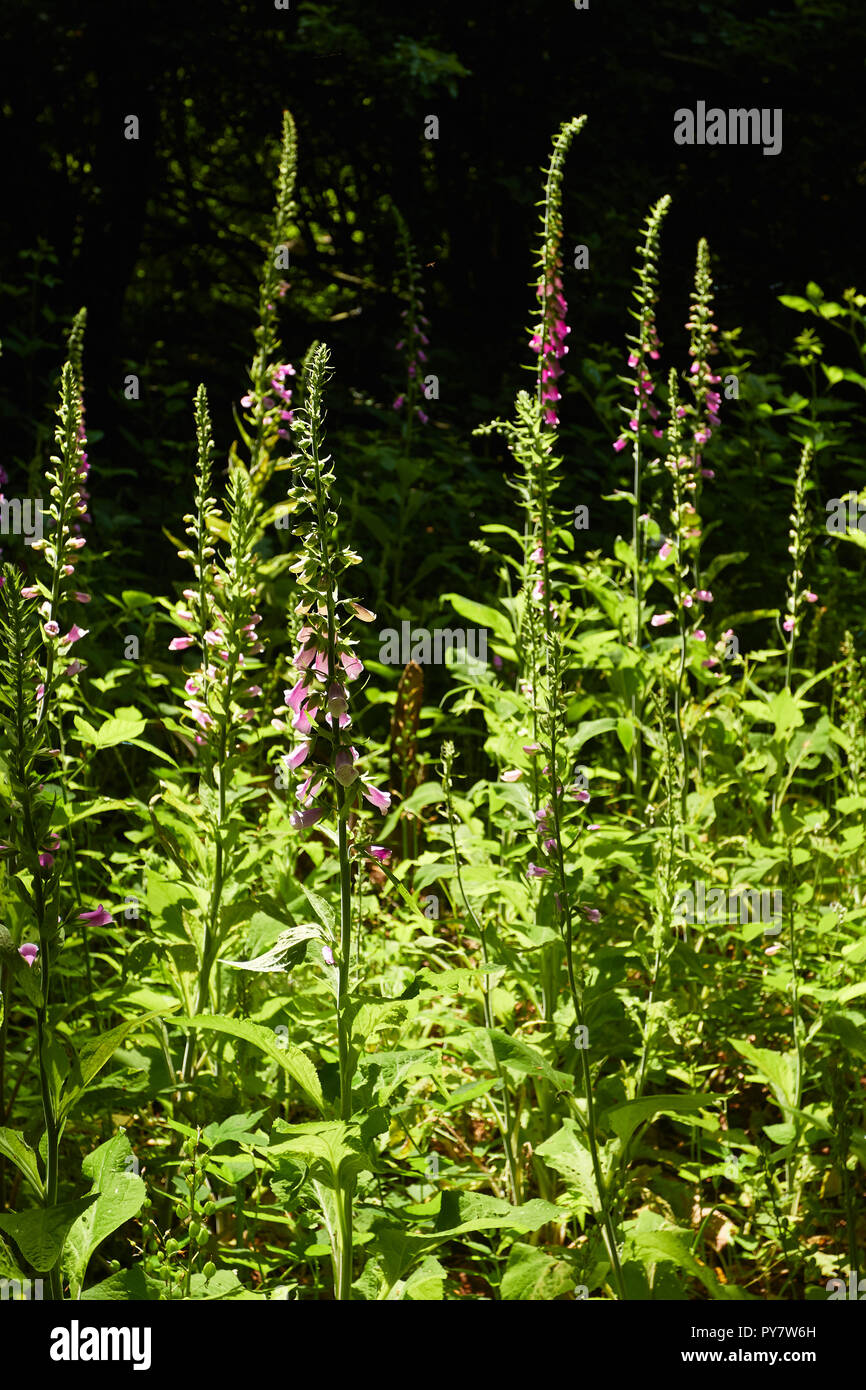 Wild digitalis, foxglove, in english woods, united kingdom in the ...