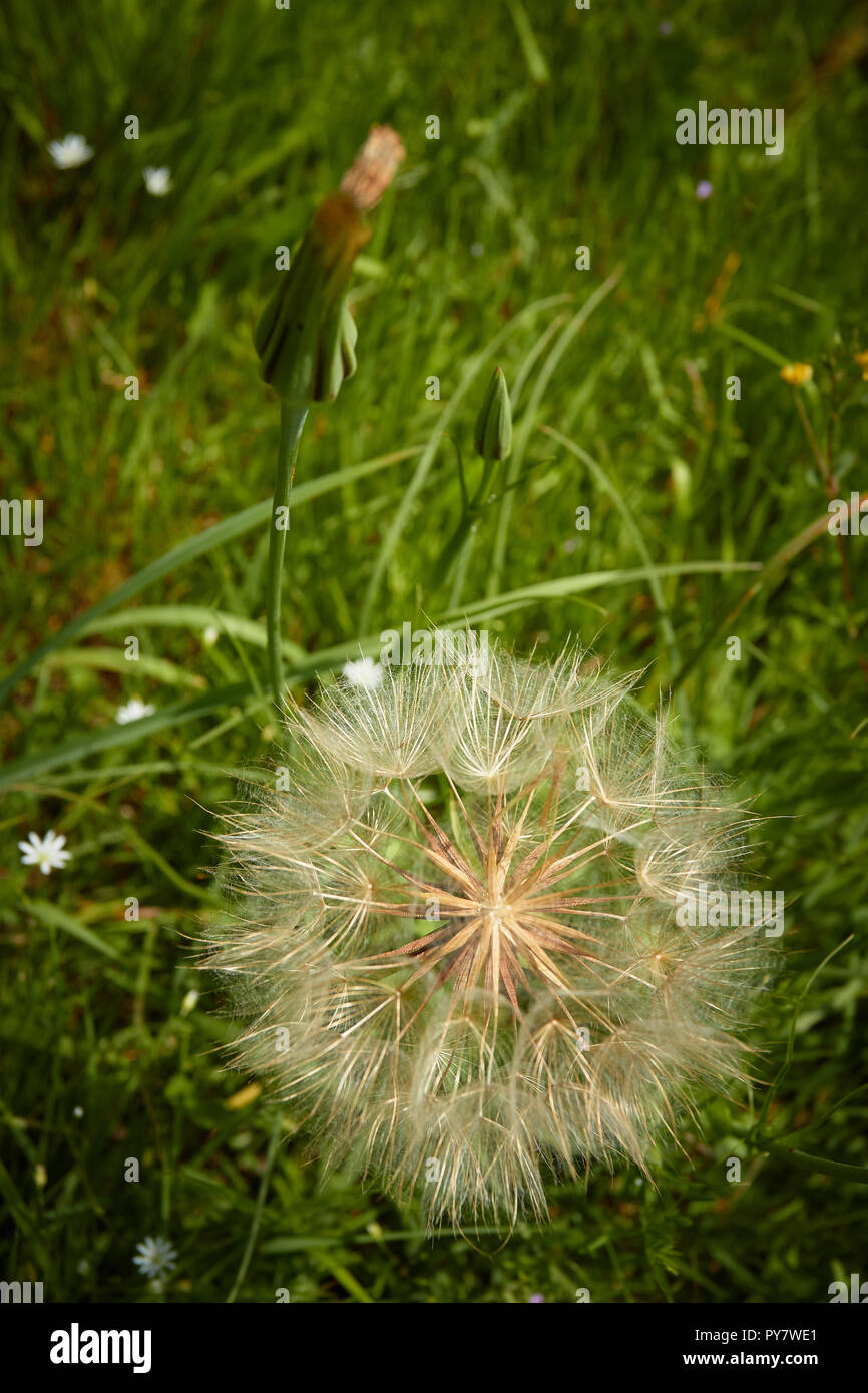 Dandelion head in field, close up Stock Photo - Alamy