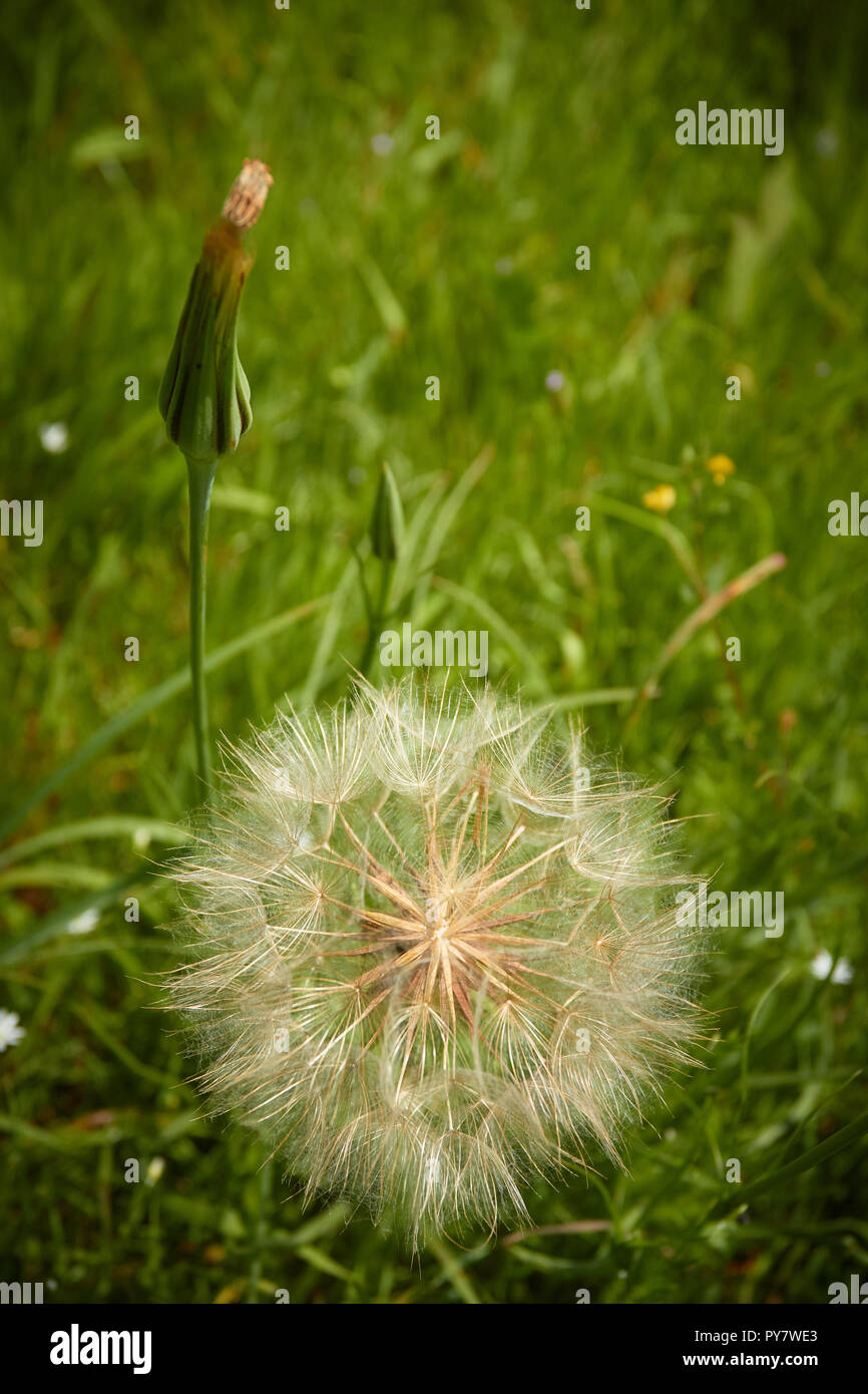Dandelion head in field, close up Stock Photo - Alamy