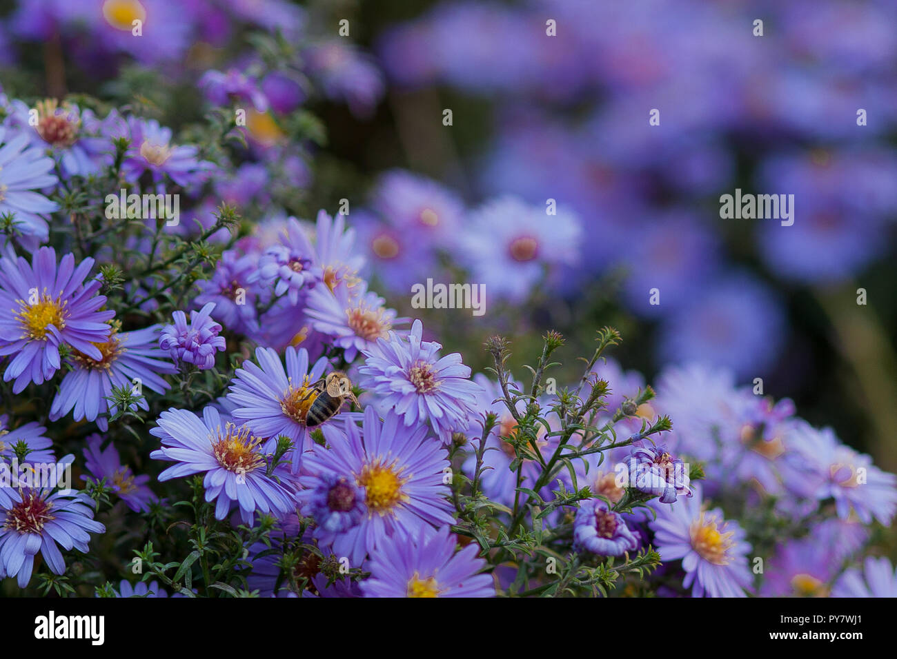 Small purple daisies - Erigeron. Garden flowers natural summer ...