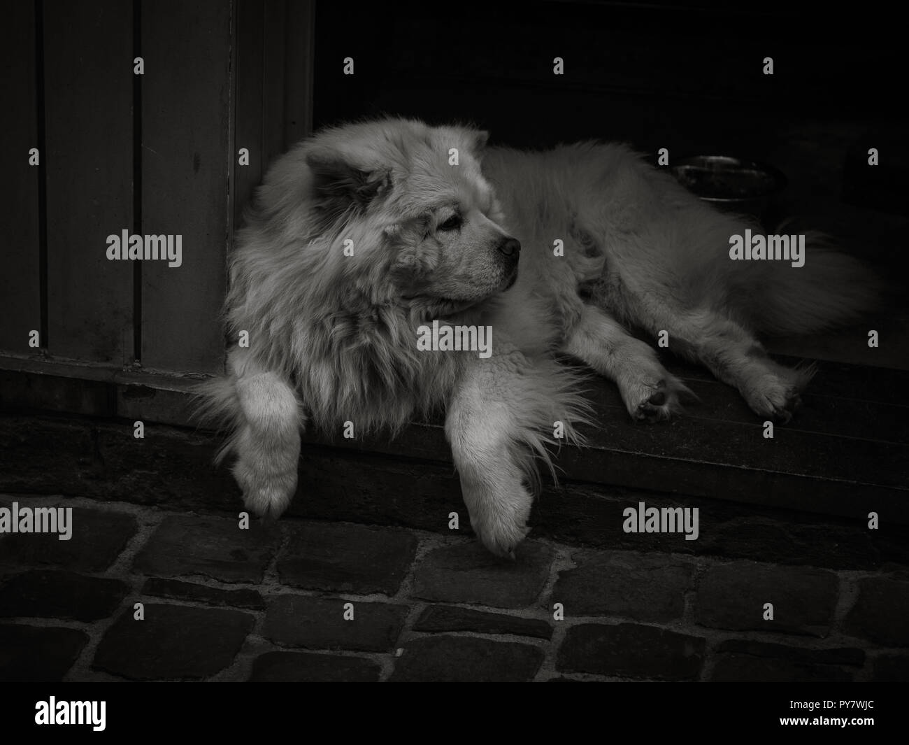 Lonely dog hi-res stock photography and images - Alamy