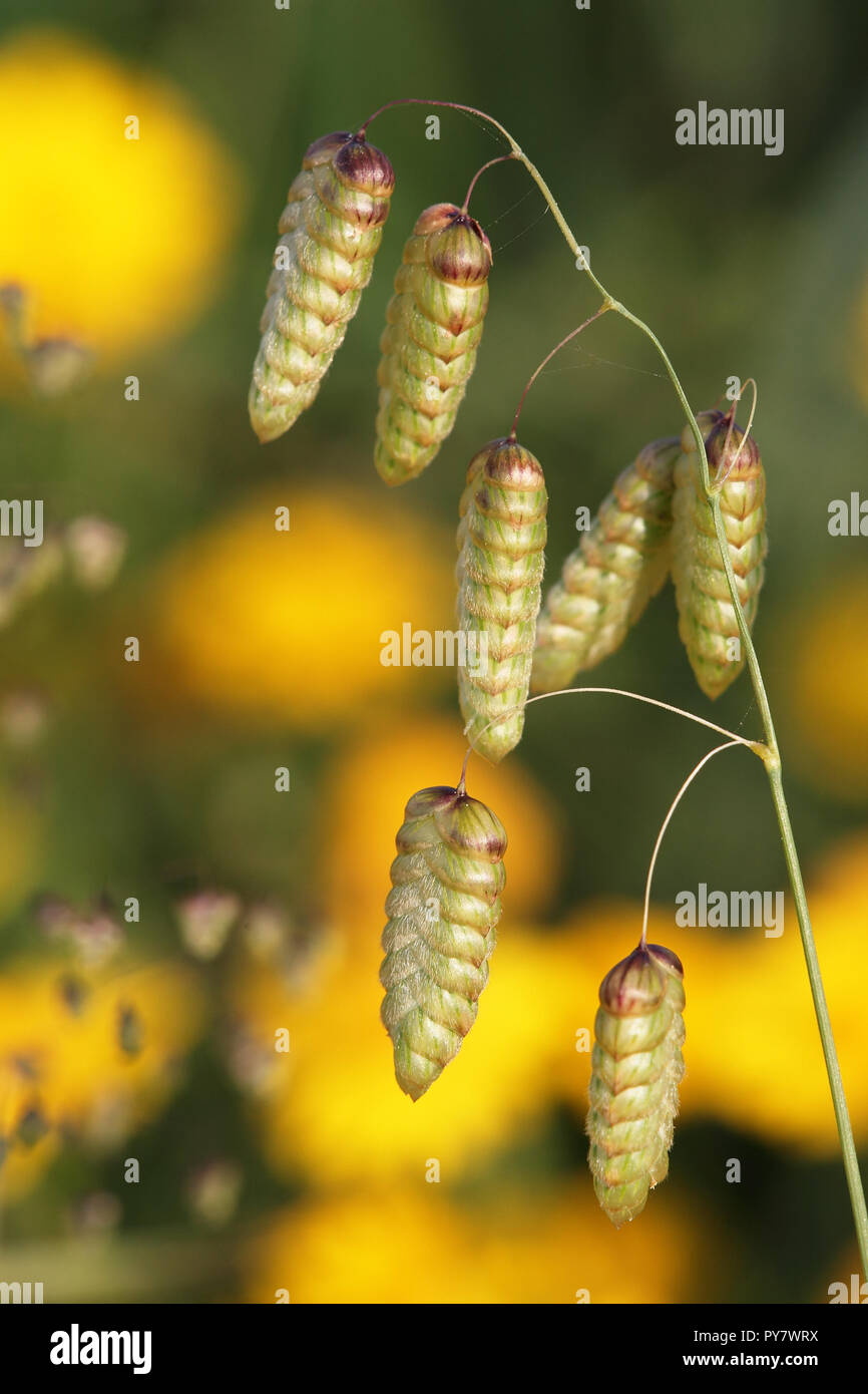 Interesting bell weeds in his natural background Stock Photo - Alamy