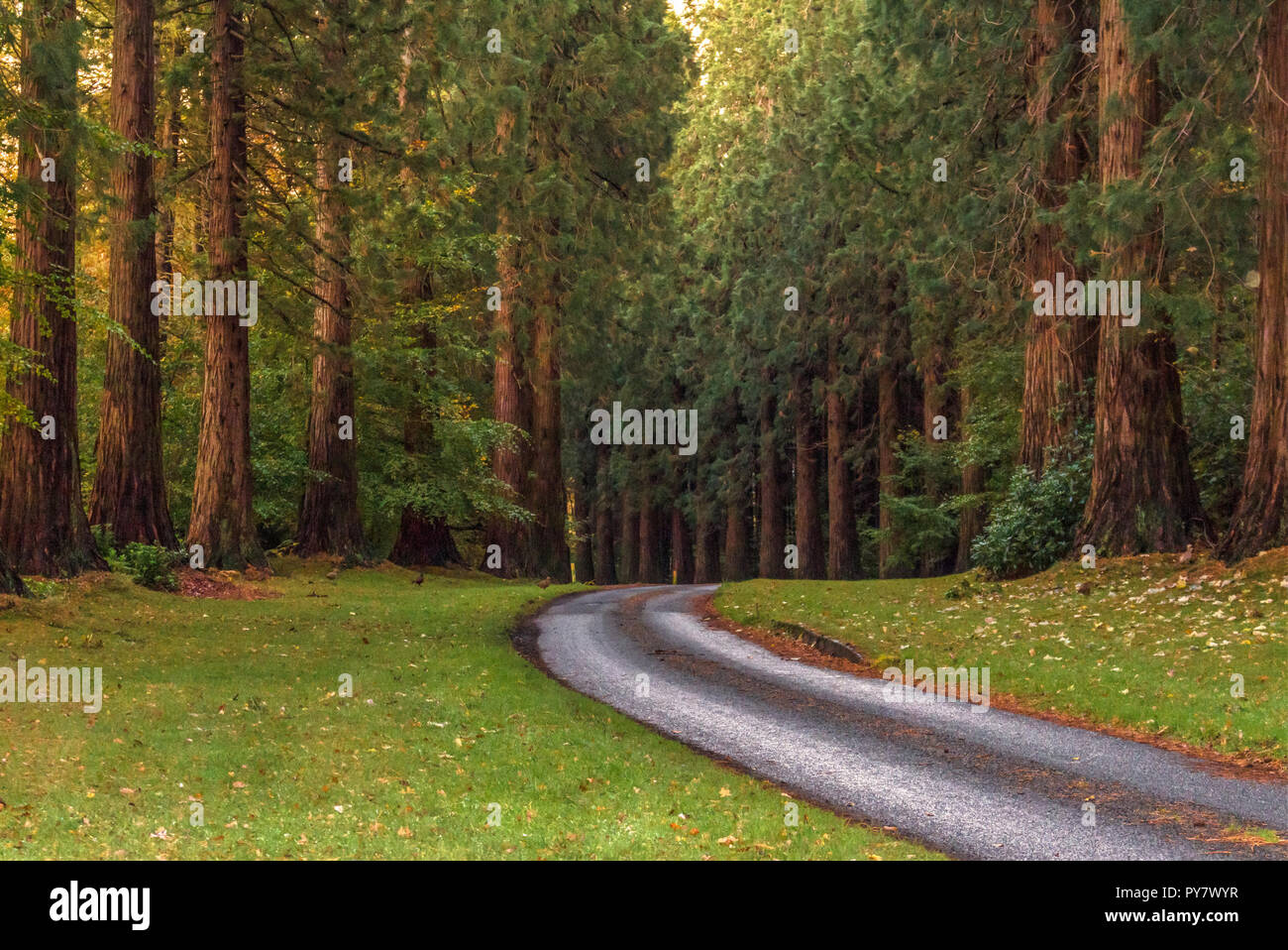 The path to the redwood trees Stock Photo - Alamy